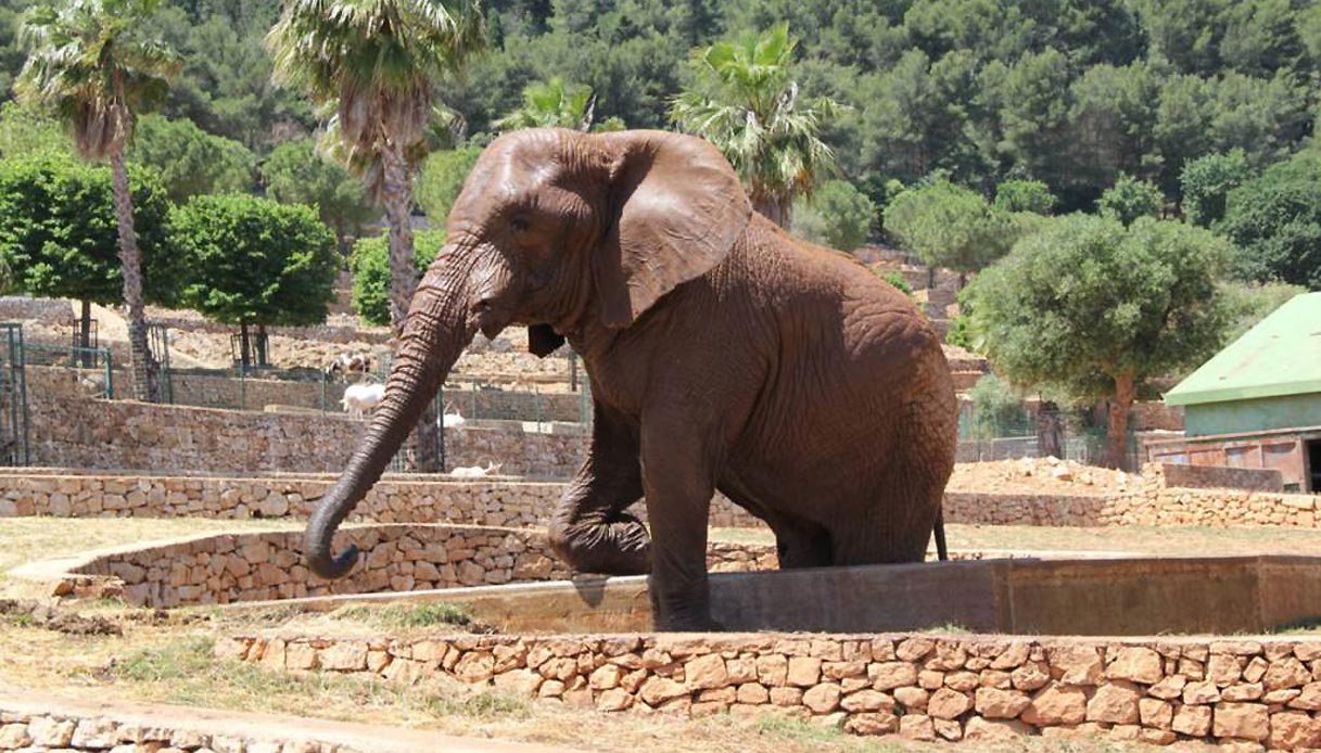 Zoo Safari Di Fasano Bari