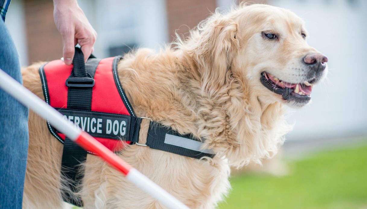 Volare con animali domestici a bordo con easyJet