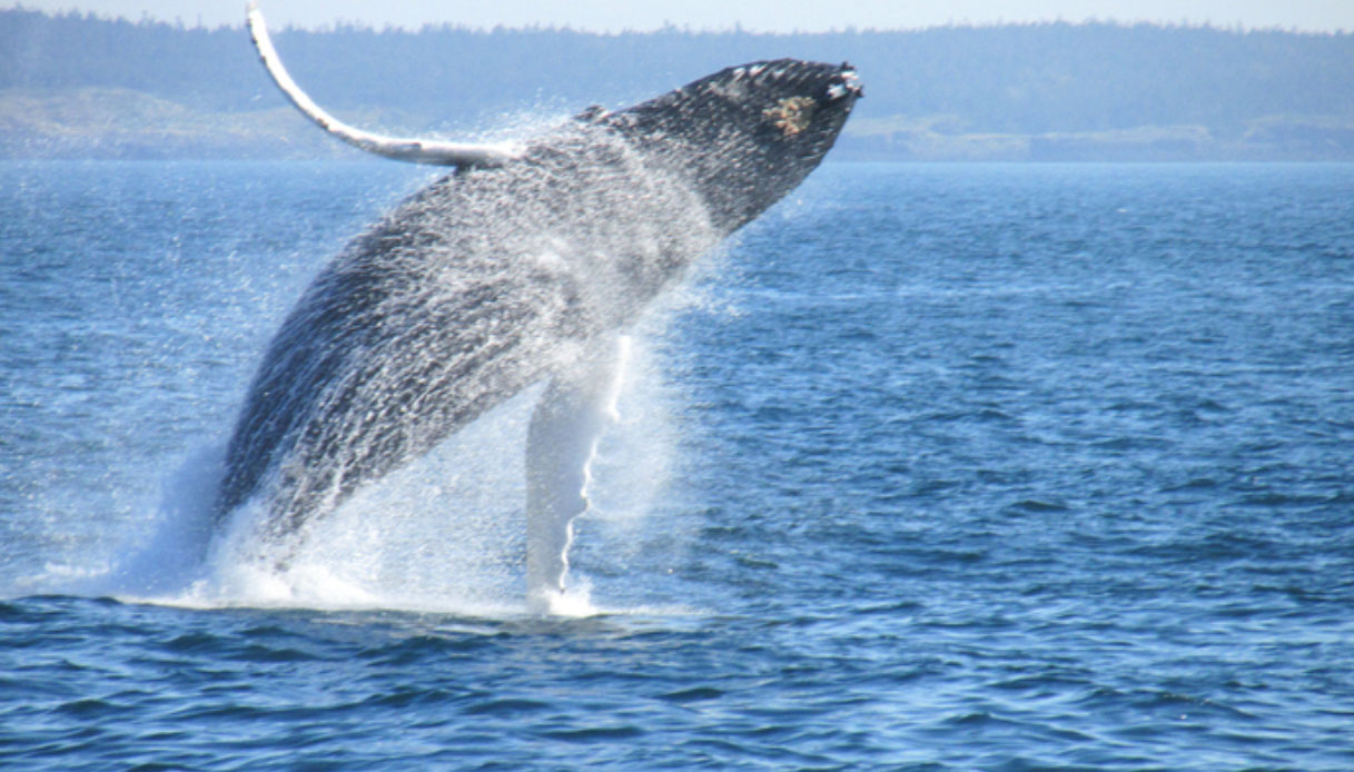 Whale watching: i luoghi migliori del mondo dove vedere le balene