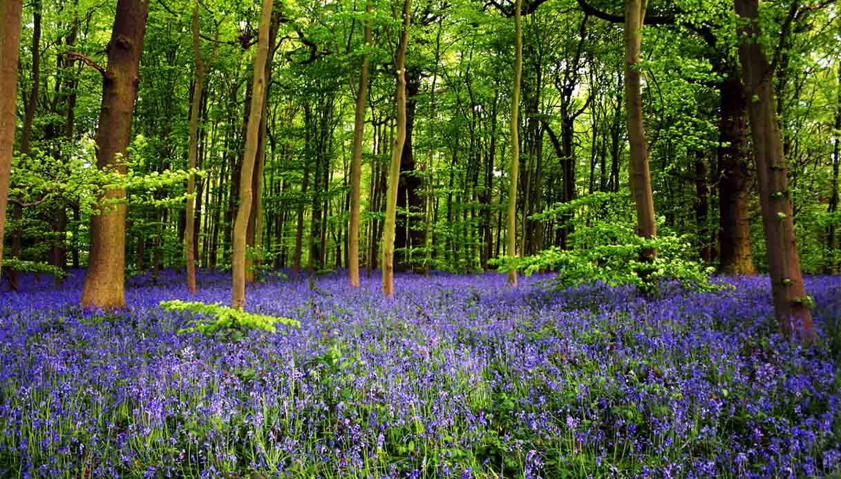 La Foresta di Sherwood è tra i siti naturali più instagrammabili ...