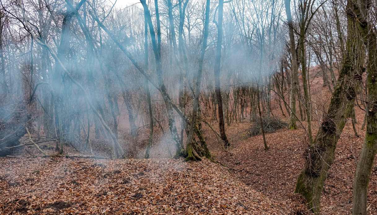 Hoia Baciu, il mistero mai risolto della foresta maledetta in Romania