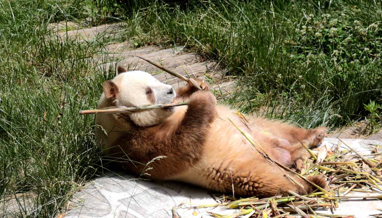 Qi Zai si è mostrato al pubblico: è l’unico panda marrone al mondo