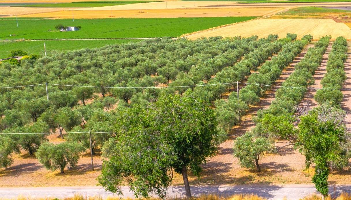 Gli agrumeti del Gargano più incredibili
