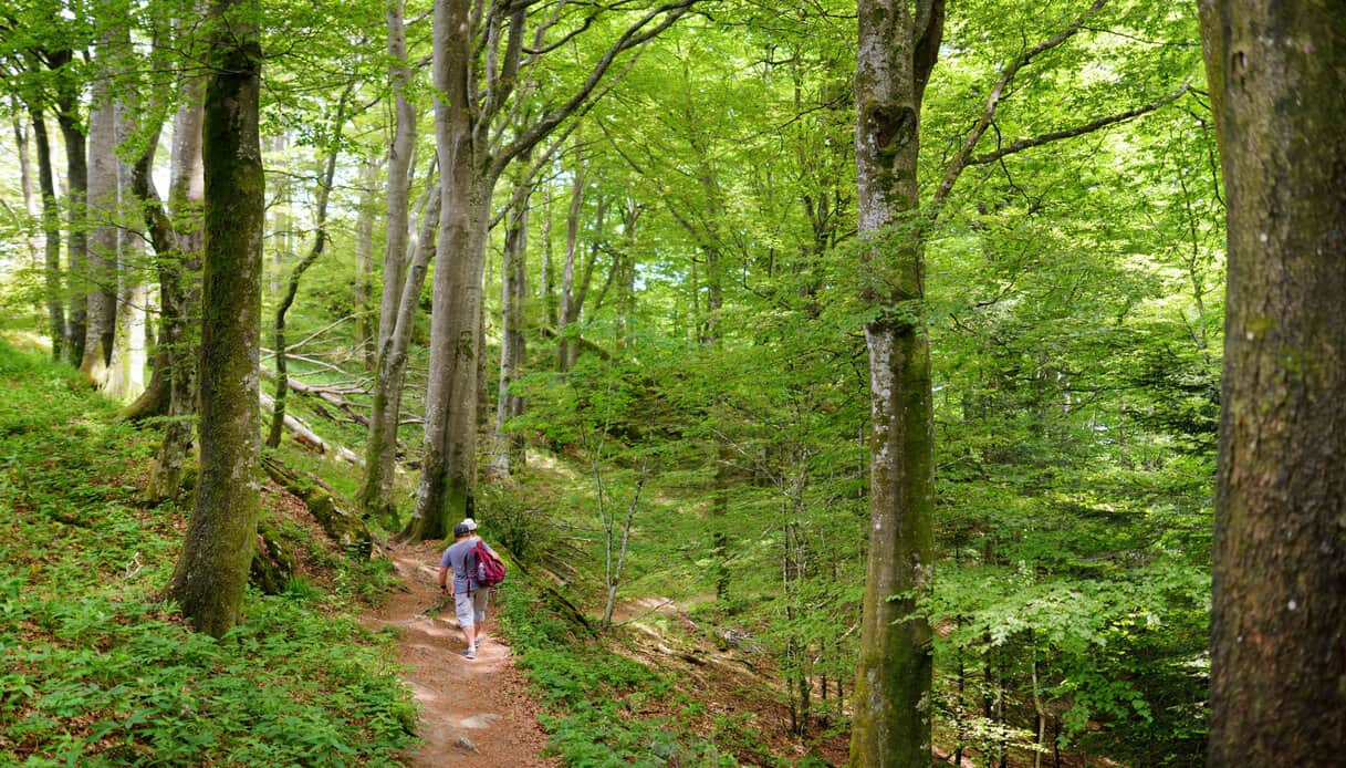 I boschi da non perdere in Italia per le passeggiate in primavera