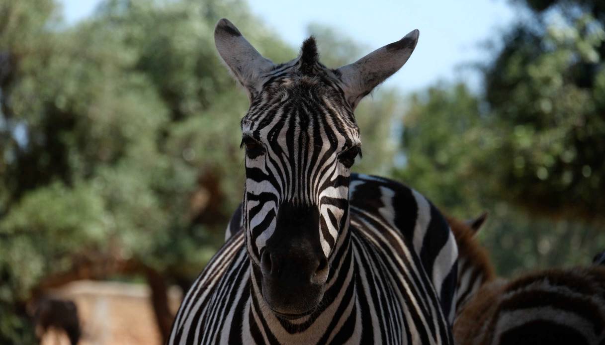 SiViaggia con lo Zoo Safari di Fasano: tra parco faunistico e ...