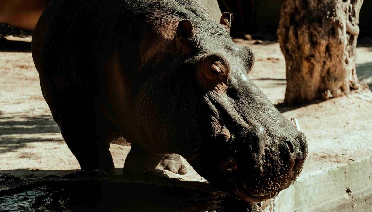 SiViaggia con lo Zoo Safari di Fasano: tra parco faunistico e ...
