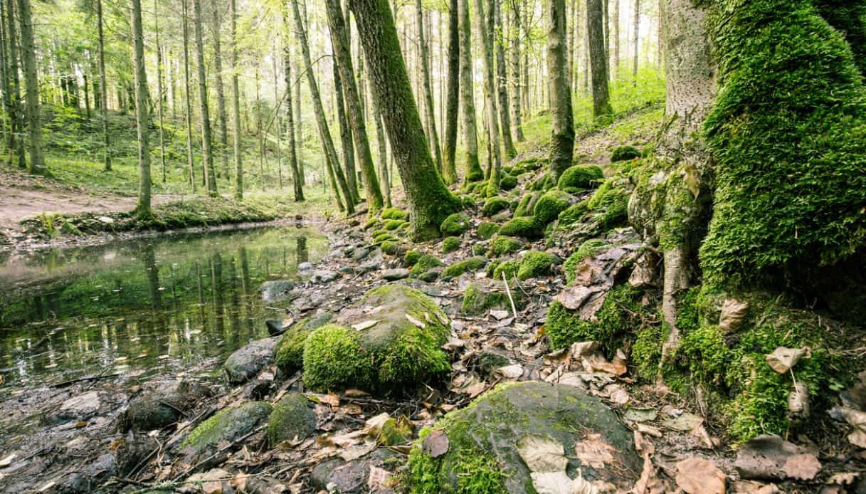 L'incredibile foresta ammantata di leggenda in Lettonia