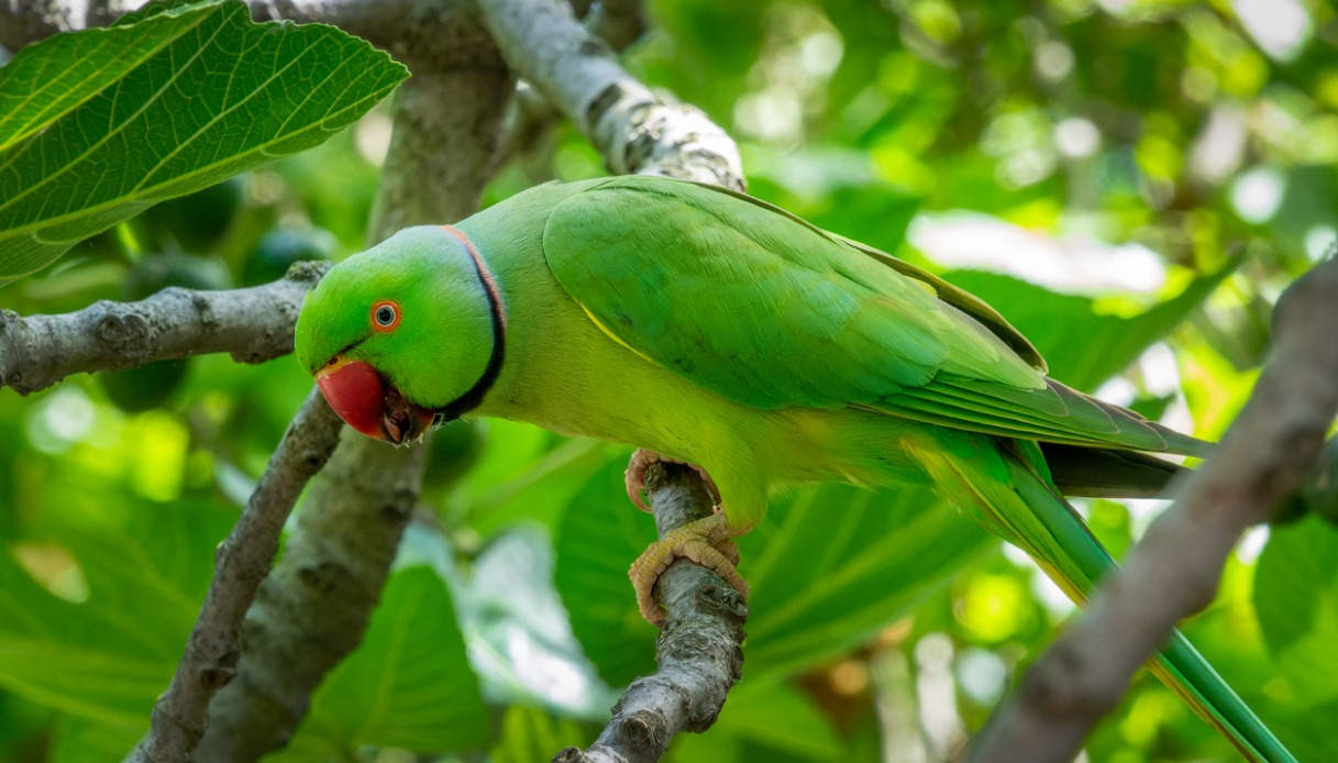 Questo parco reale è uno zoo a cielo aperto: è bellissimo