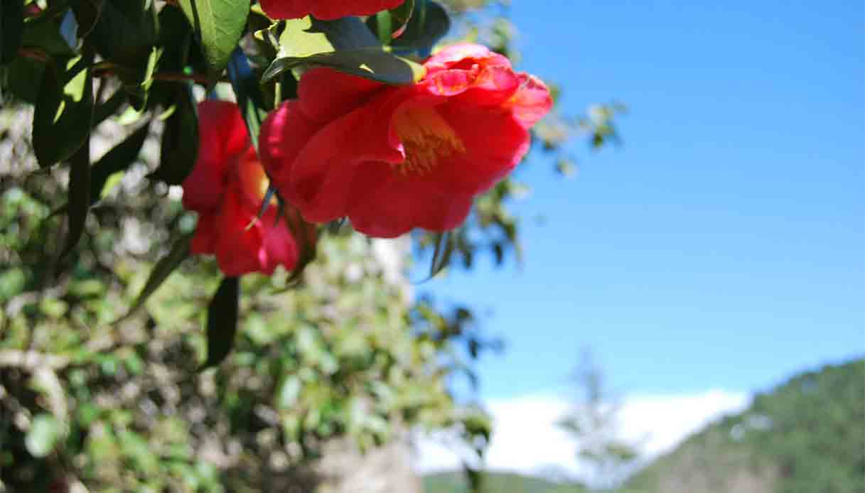 Il borgo delle camelie da visitare anche d’inverno