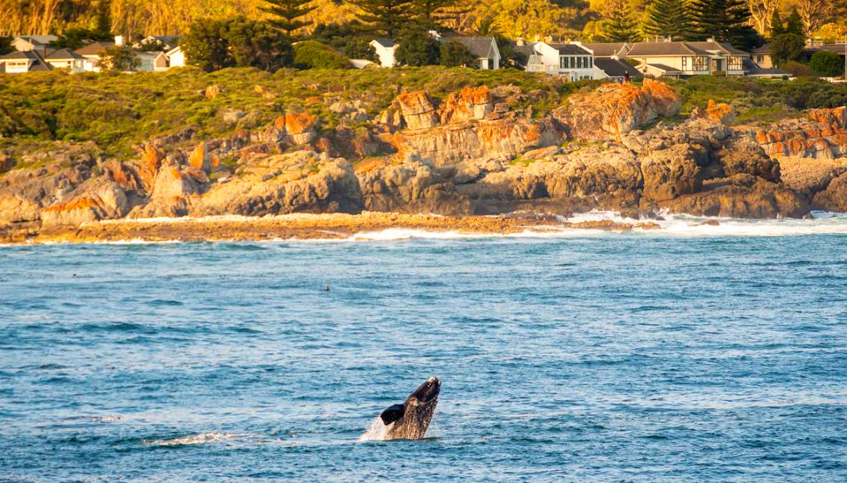 Hermanus, cosa vedere nei dintorni di Città del Capo