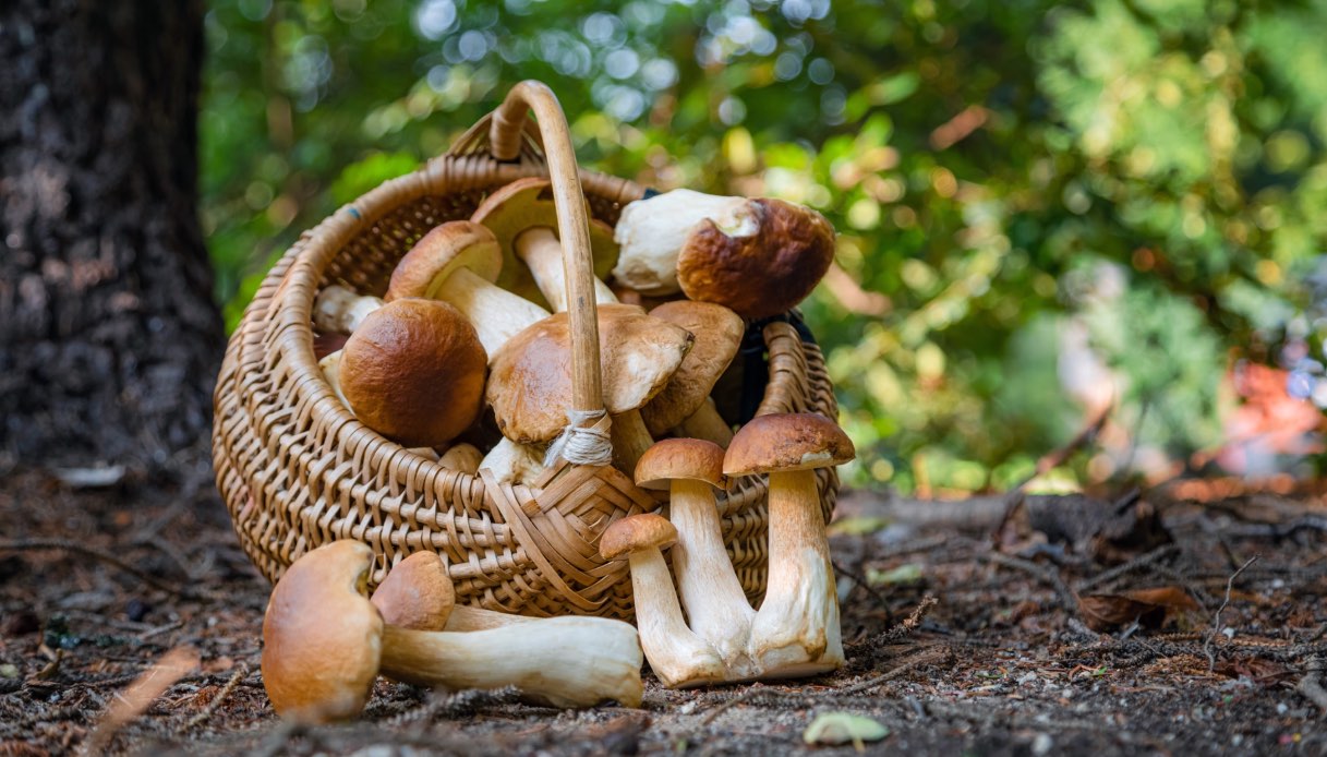 Dove raccogliere i funghi in Italia