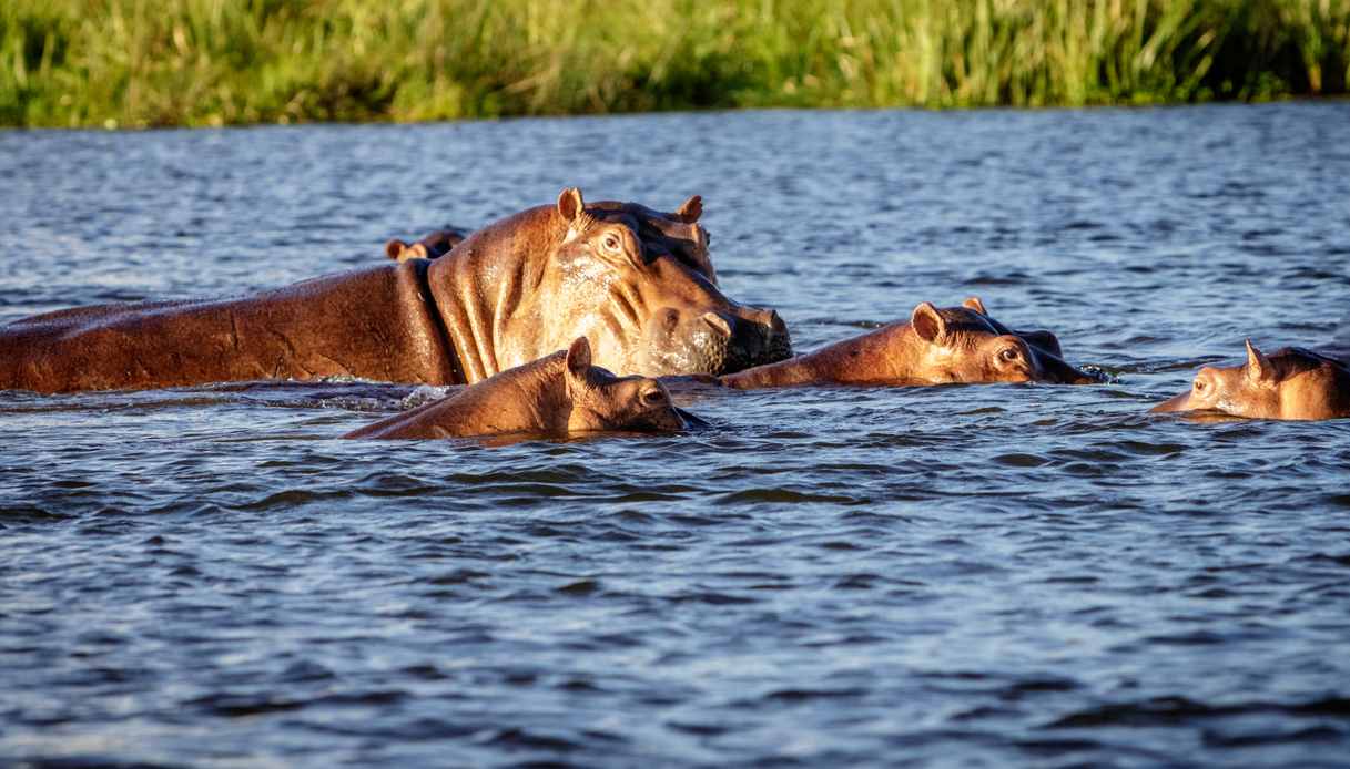 Lago Vittoria, il bacino più esteso dell'Africa
