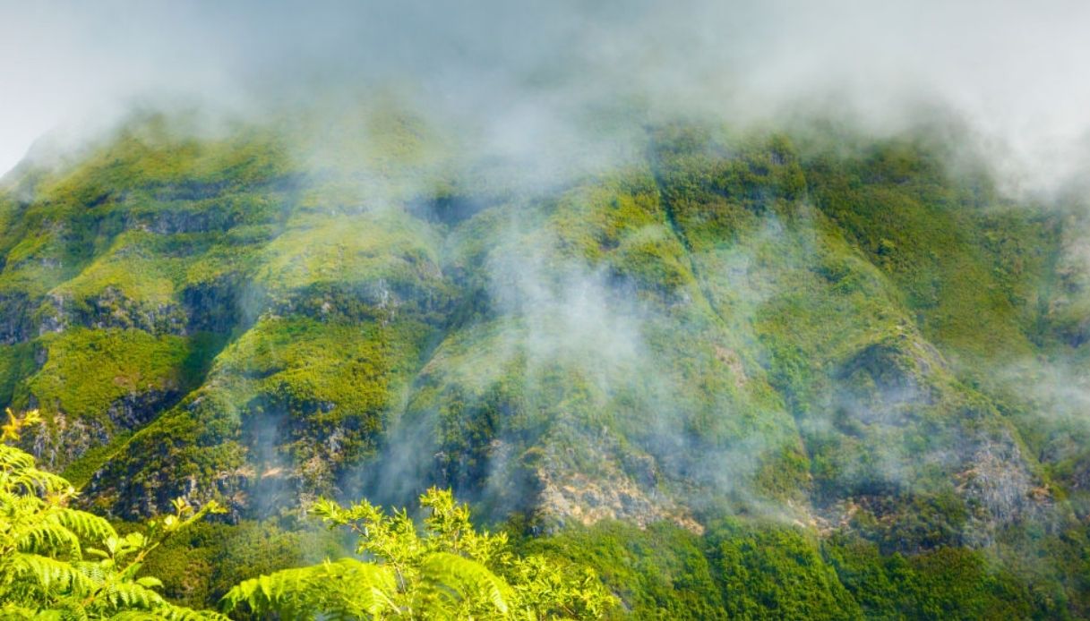 Foresta Laurisilva: cosa vedere nel cuore verde di Madeira