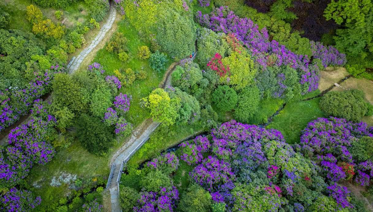 Conca dei Rododendri nell'Oasi Zegna: come raggiungerla e quando andare