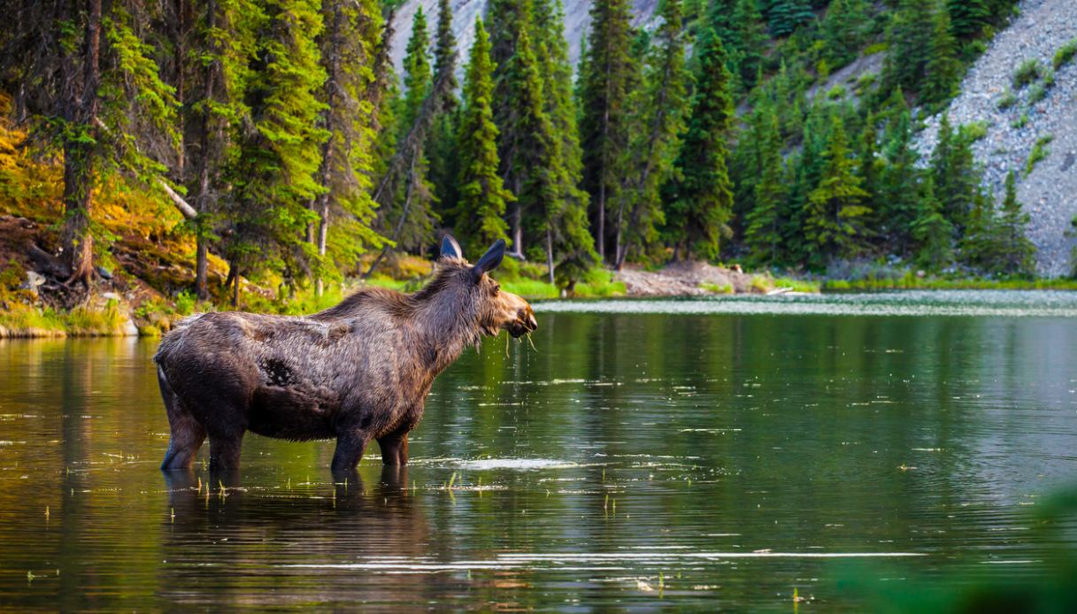 Road trip in Alaska: alla scoperta del selvaggio Nord