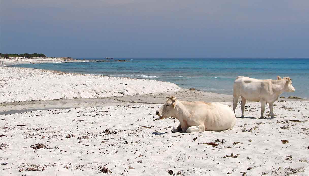 Guida della Sardegna: info sulla Regione | SiViaggia